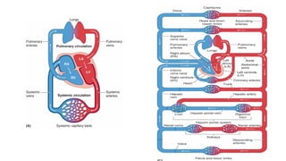 Cardiovascular system and Upper Limb Anatomy.pptx