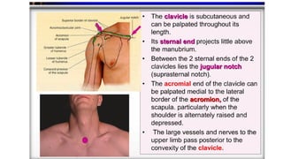 Cardiovascular system and Upper Limb Anatomy.pptx