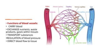 Cardiovascular system and Upper Limb Anatomy.pptx