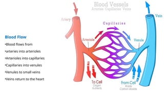 Cardiovascular system and Upper Limb Anatomy.pptx