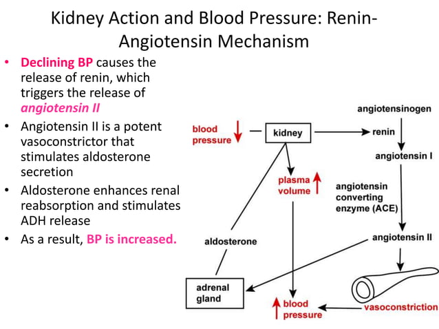 Cardiovascular system (blood pressure, hypertension) | PPTX | Heart and ...