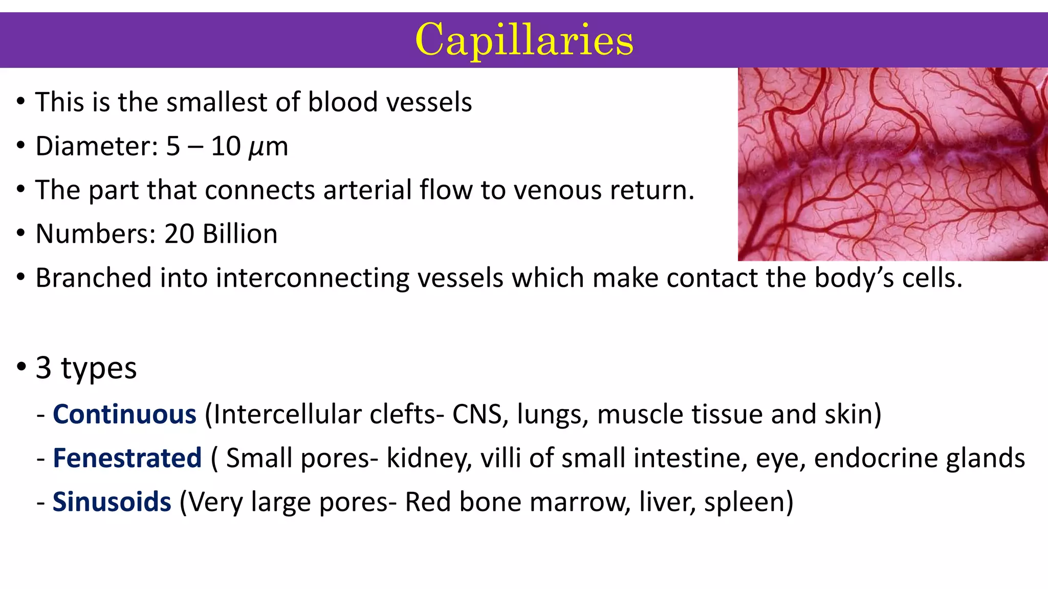Blood vessels | PPTX