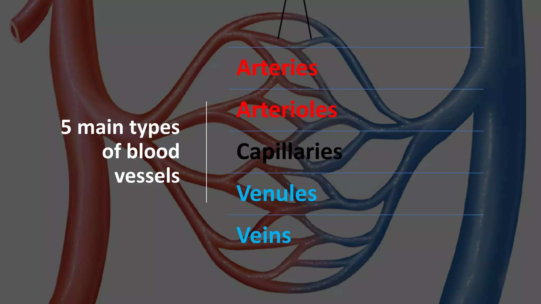 Blood vessels | PPTX