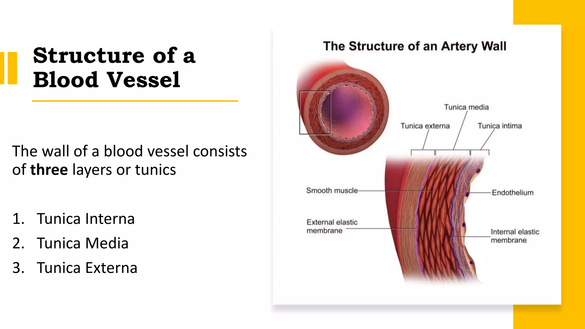 Blood vessels | PPTX