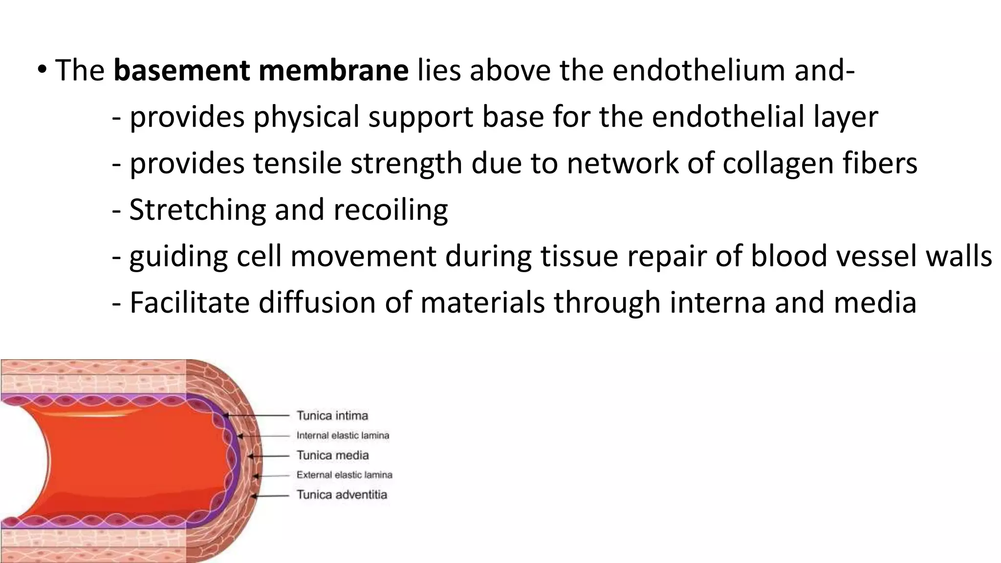 Blood vessels | PPTX