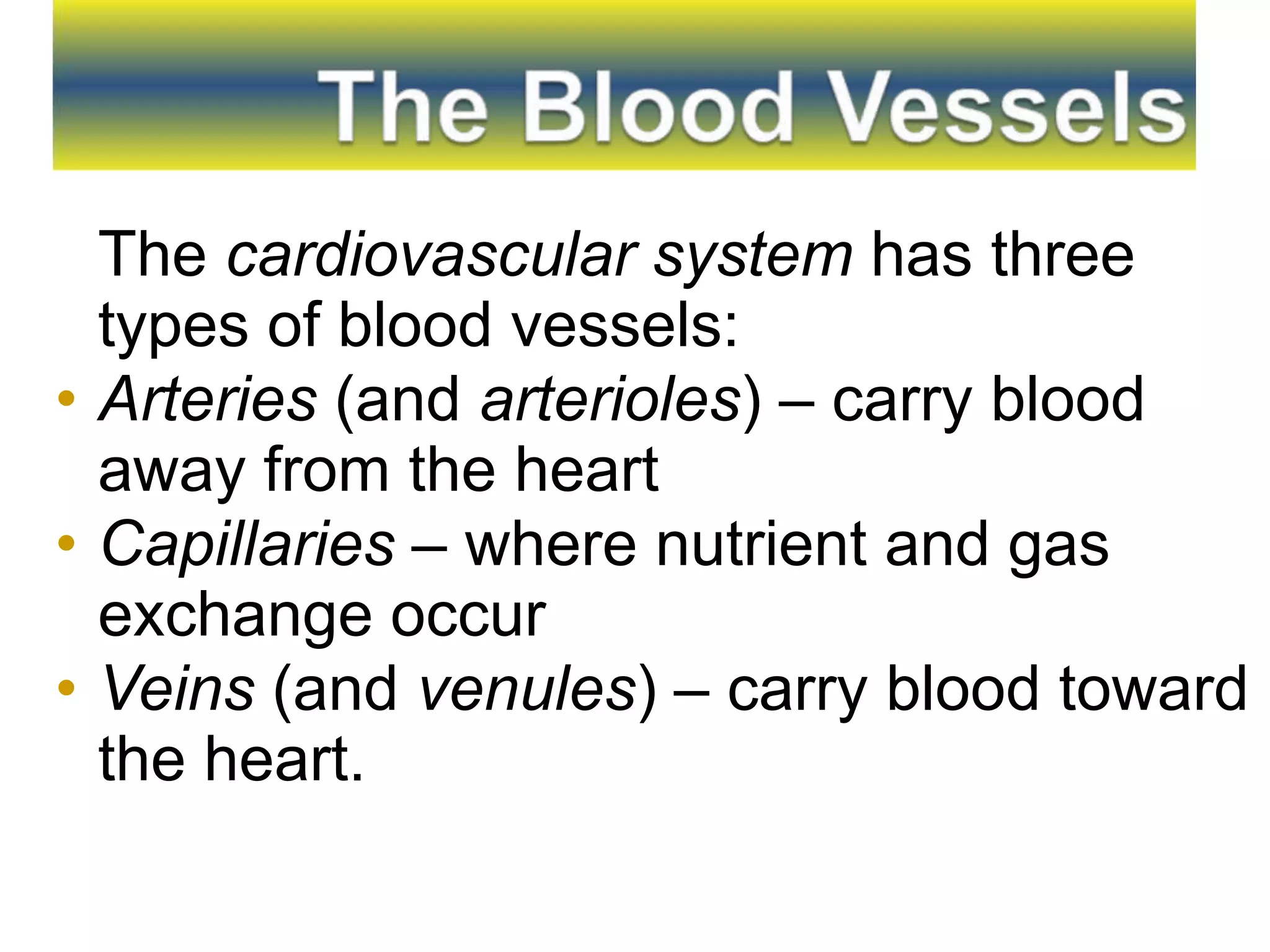 Cardiovascular system (blood vessels, anatomy) | PPTX