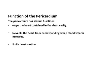 Cardiovascular system (blood vessels, anatomy) | PPT