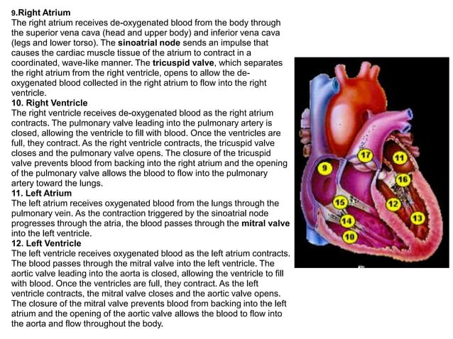 Cardiovascular system (blood vessels, anatomy) | PPT