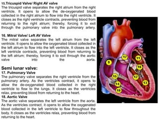 Cardiovascular system (blood vessels, anatomy) | PPT