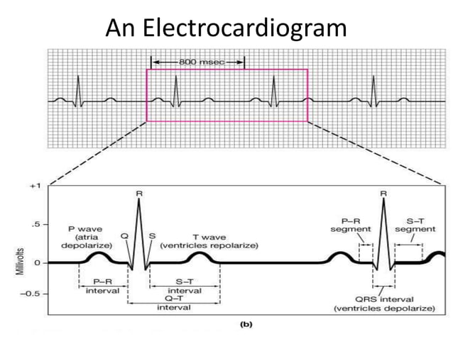 Cardiovascular system (cardiac ap, ECG) | PPT