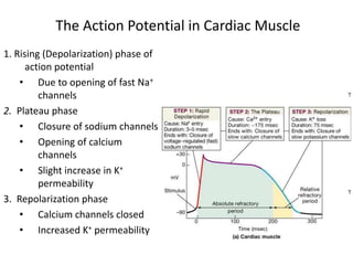 Cardiovascular system (cardiac ap, ECG) | PPT