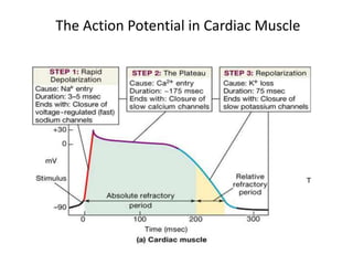 Cardiovascular system (cardiac ap, ECG) | PPT