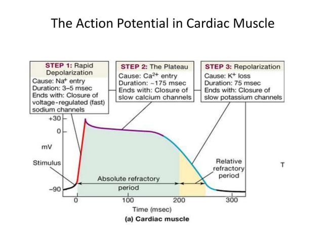 Cardiovascular system (cardiac ap, ECG)
