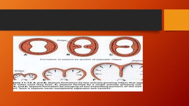 Cardiovascular System Embryology 2024 .pptx | Heart and Cardiovascular ...