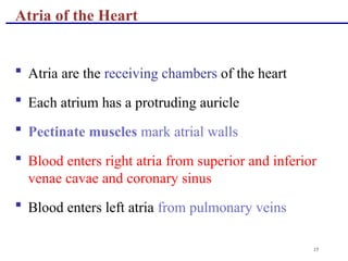 cardiovascular system and heart structure of heart | PPT