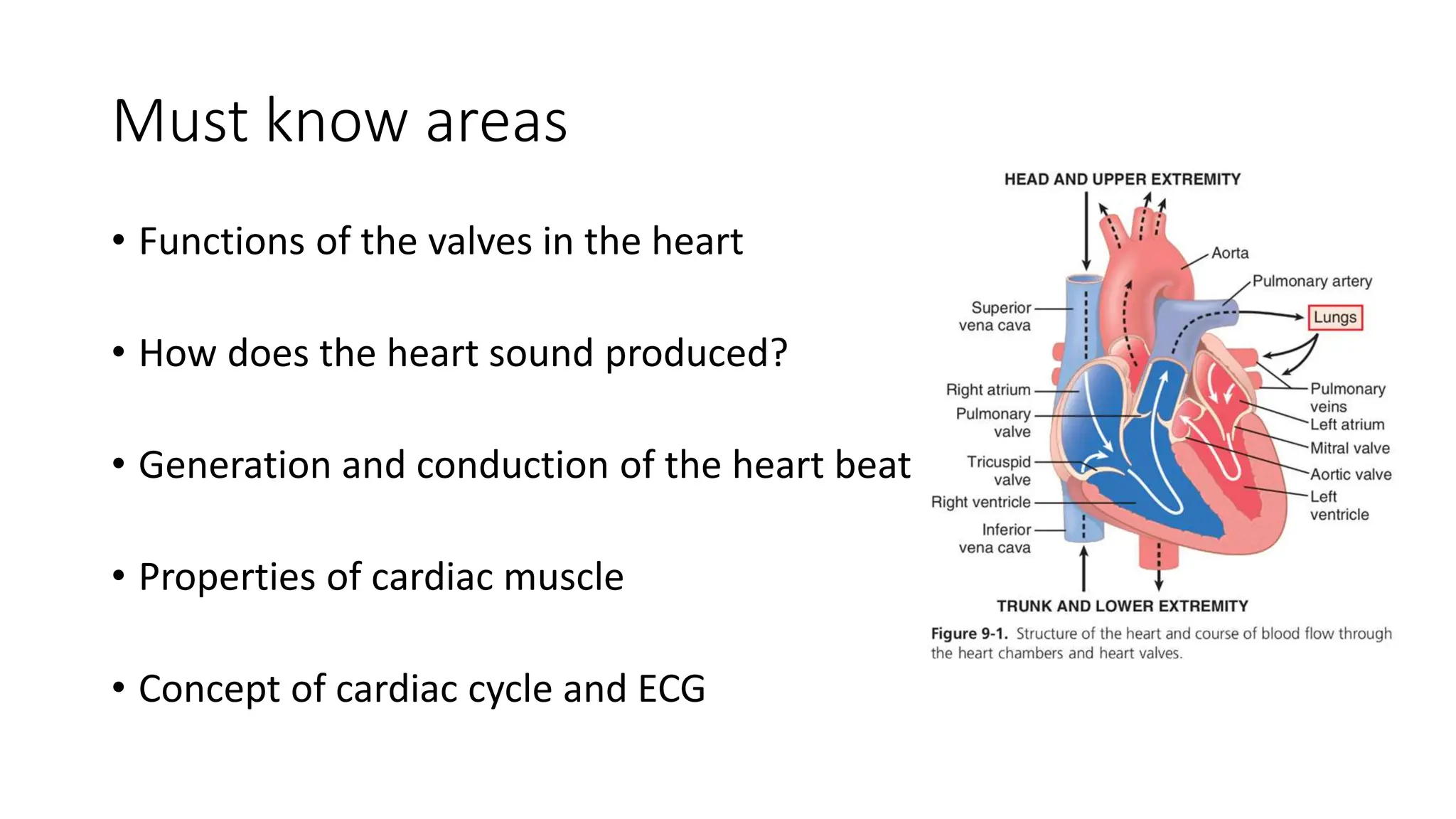 Cardiovascular system I.pptx