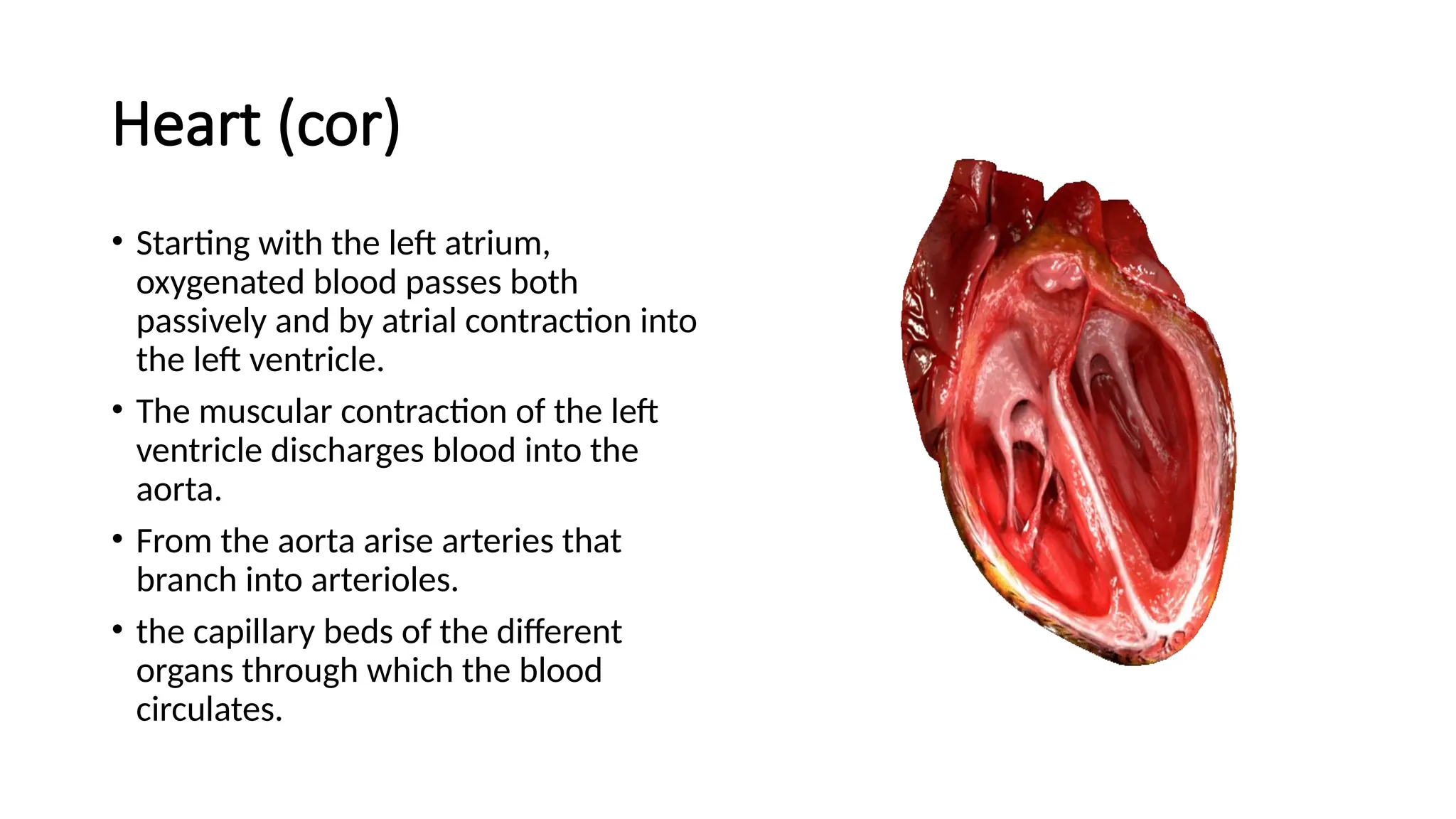 Anatomy of Cardio vascular system II.pptx