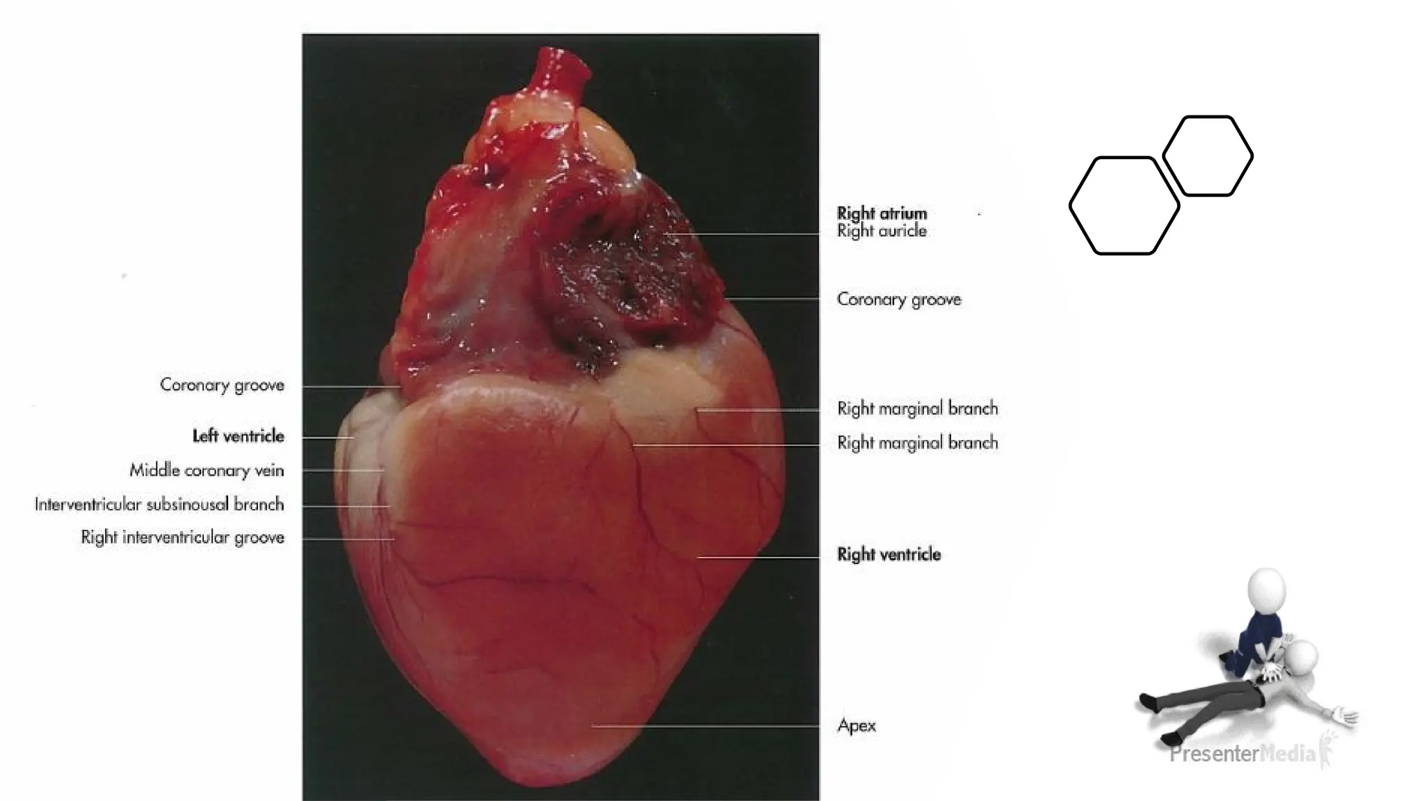 Anatomy of Cardio vascular system II.pptx