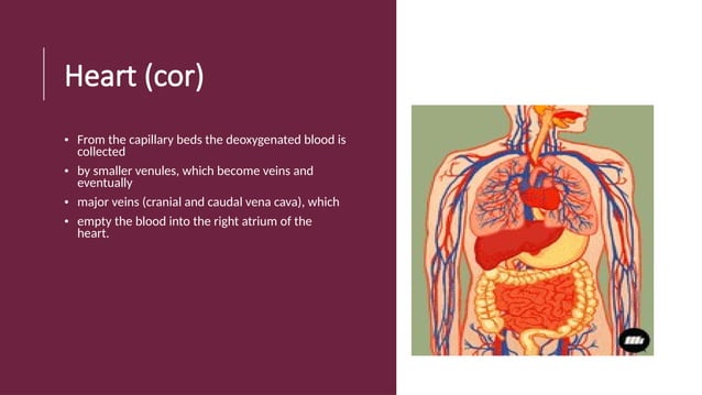Anatomy of Cardio vascular system II.pptx