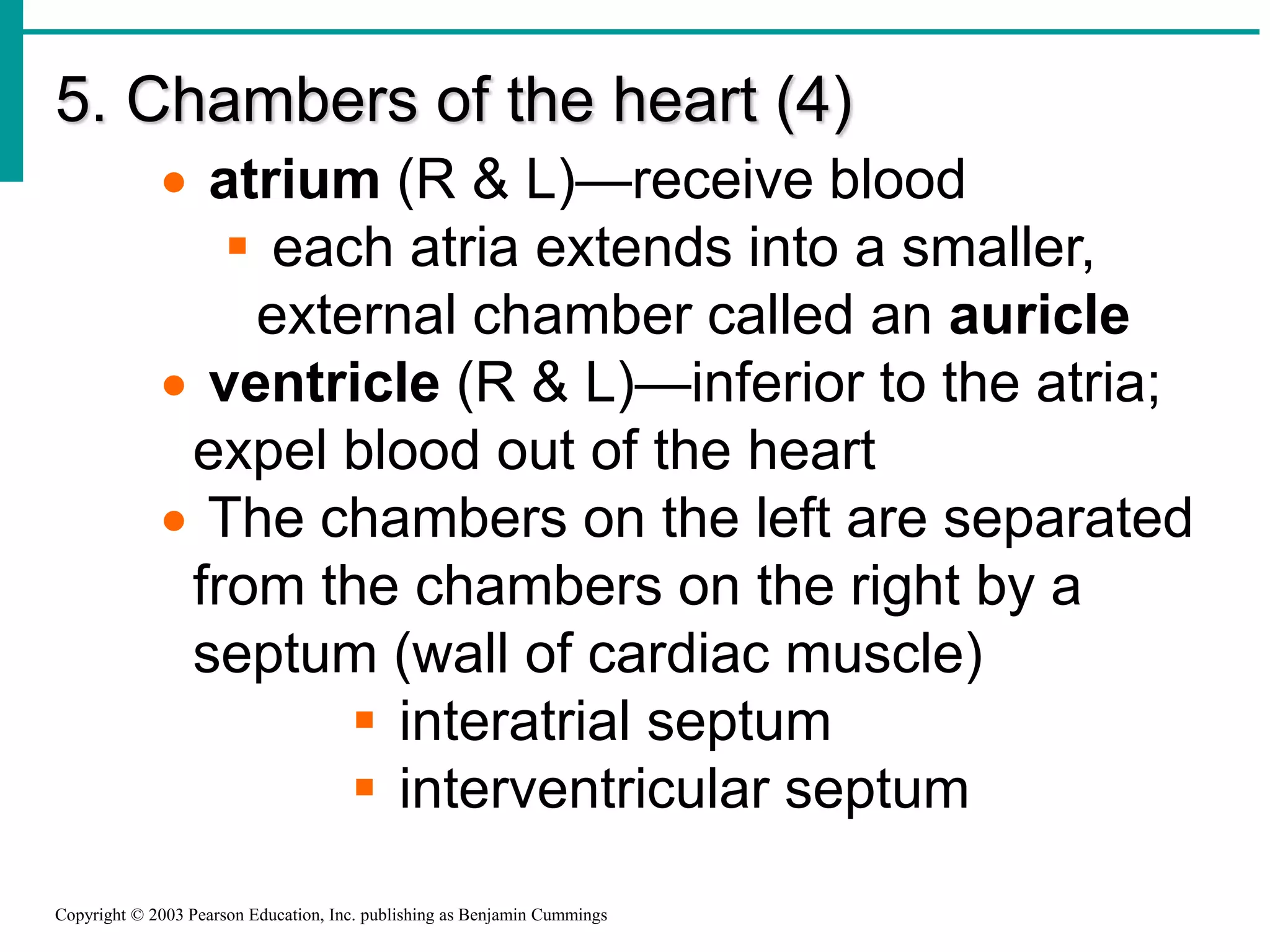 Cardiovascular System Marieb.ppt