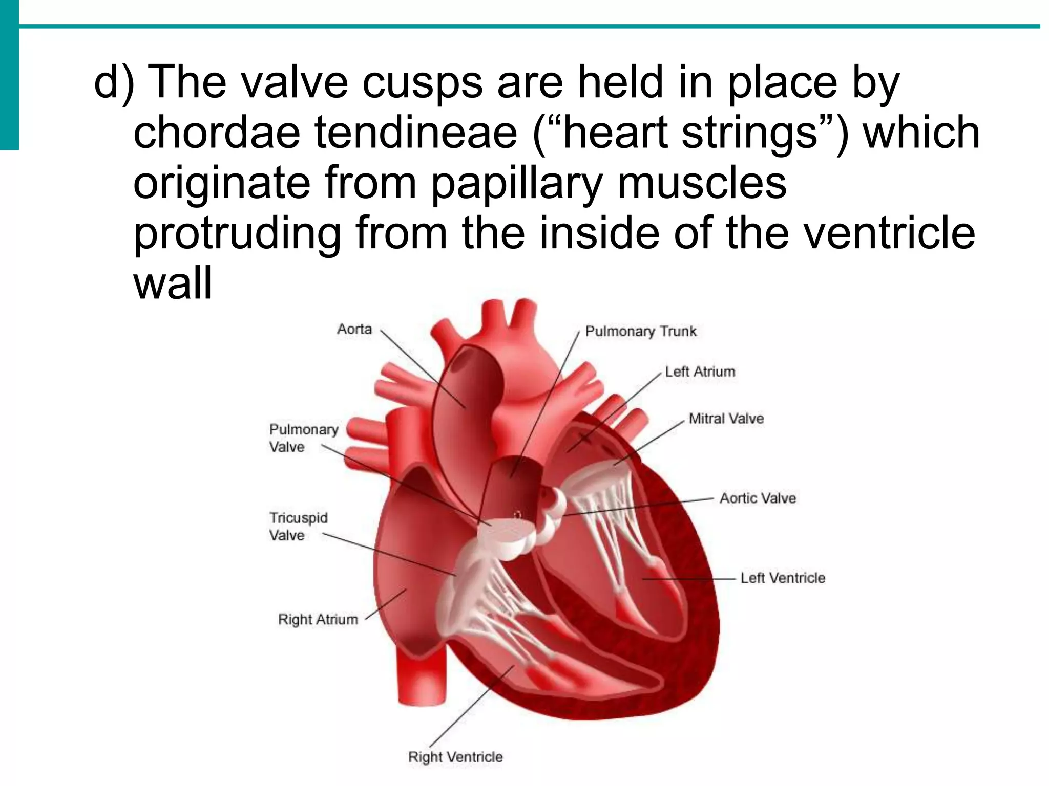 Cardiovascular System Marieb.ppt