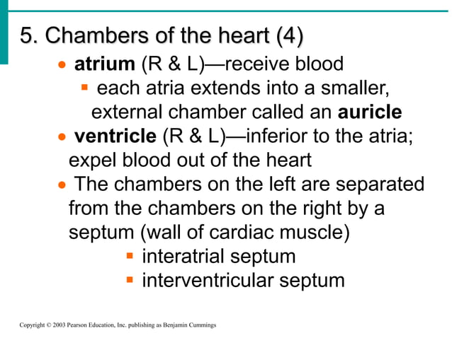 Cardiovascular System Marieb.ppt | Heart and Cardiovascular Diseases ...