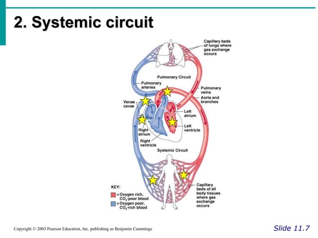 Cardiovascular System Marieb.ppt | Heart and Cardiovascular Diseases ...