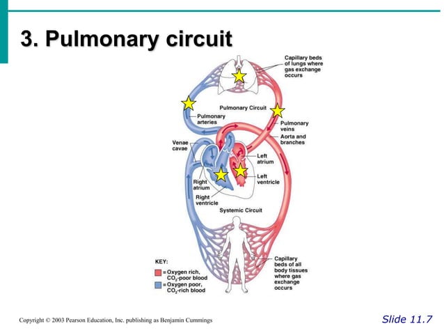 Cardiovascular System Marieb.ppt | Heart and Cardiovascular Diseases ...