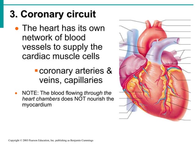 Cardiovascular System Marieb.ppt | Heart and Cardiovascular Diseases ...