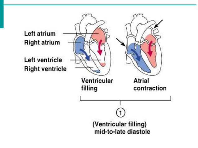 Cardiovascular System Marieb.ppt | Heart and Cardiovascular Diseases ...