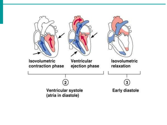 Cardiovascular System Marieb.ppt | Heart and Cardiovascular Diseases ...