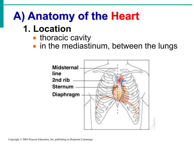 Cardiovascular System Marieb.ppt | Heart and Cardiovascular Diseases ...
