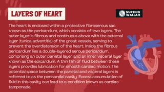 Cardiovascular System (MSN) bsc nursing 1st year | PDF