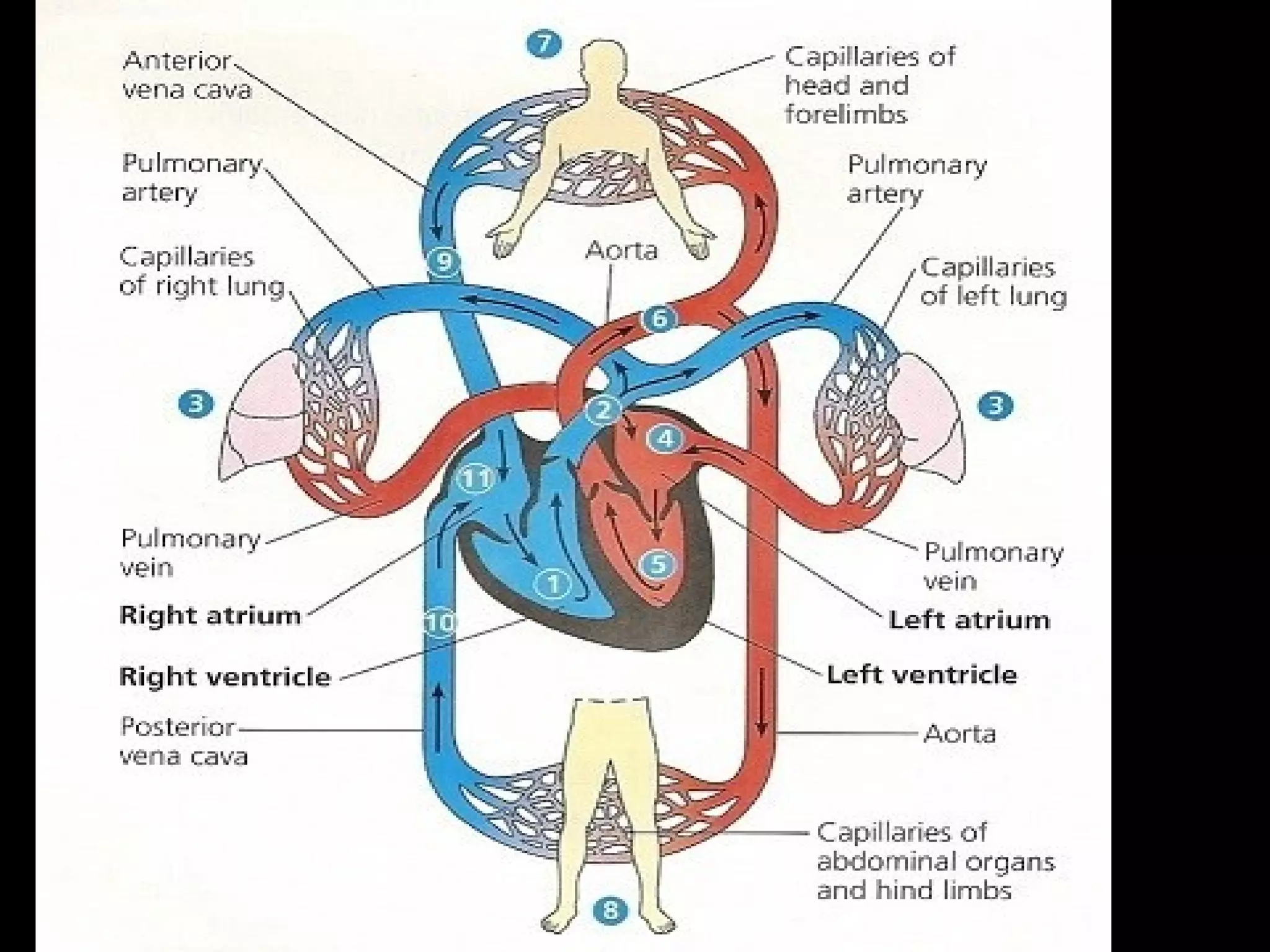 Cardiovascular system notes | PPT