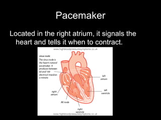 Cardiovascular system notes | PPT