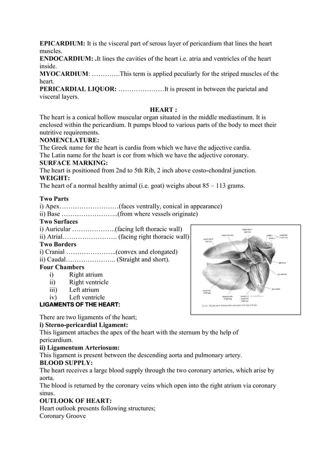 Cardiovascular system of goat | DOCX | Heart and Cardiovascular ...