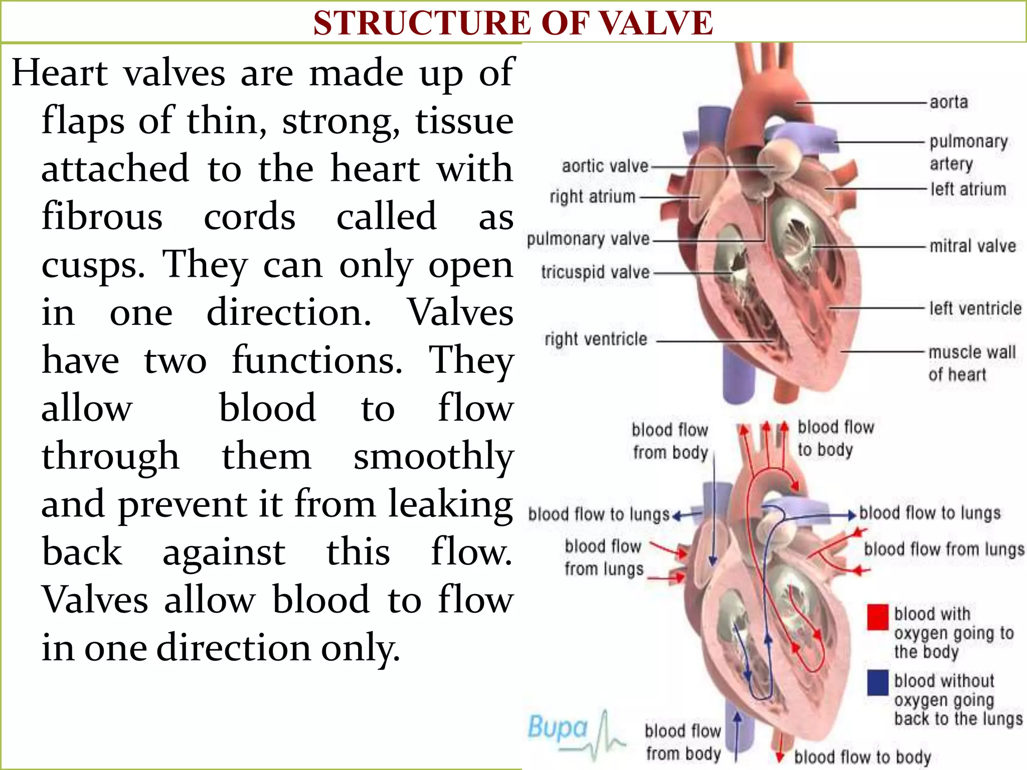 Cardiovascular system ppt | PPTX