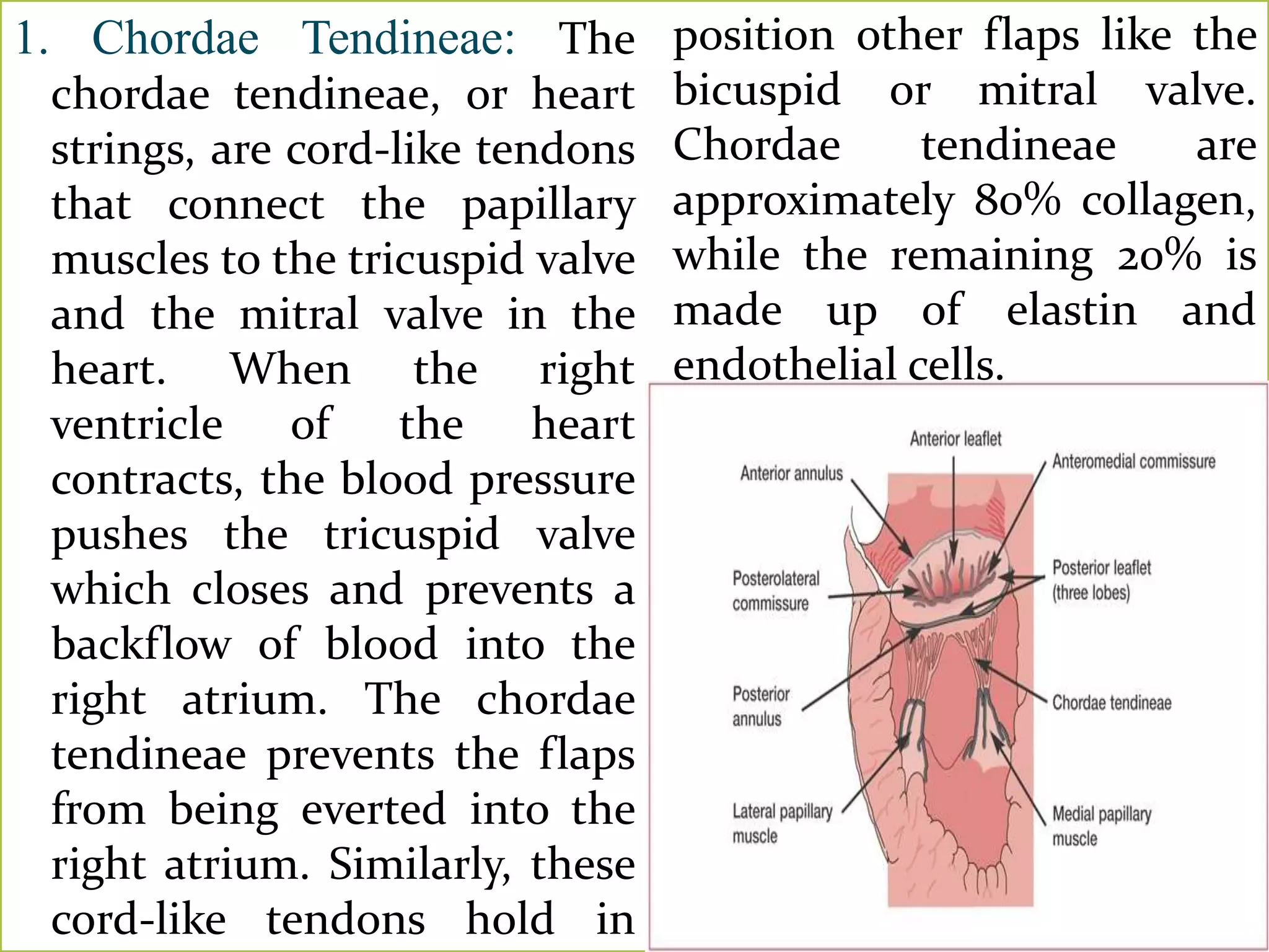 Cardiovascular system ppt | PPTX