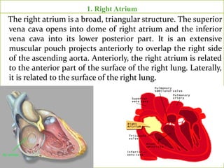Cardiovascular system ppt | PPTX