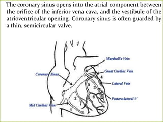 Cardiovascular system ppt | PPTX