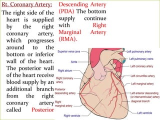 Cardiovascular system ppt | PPTX