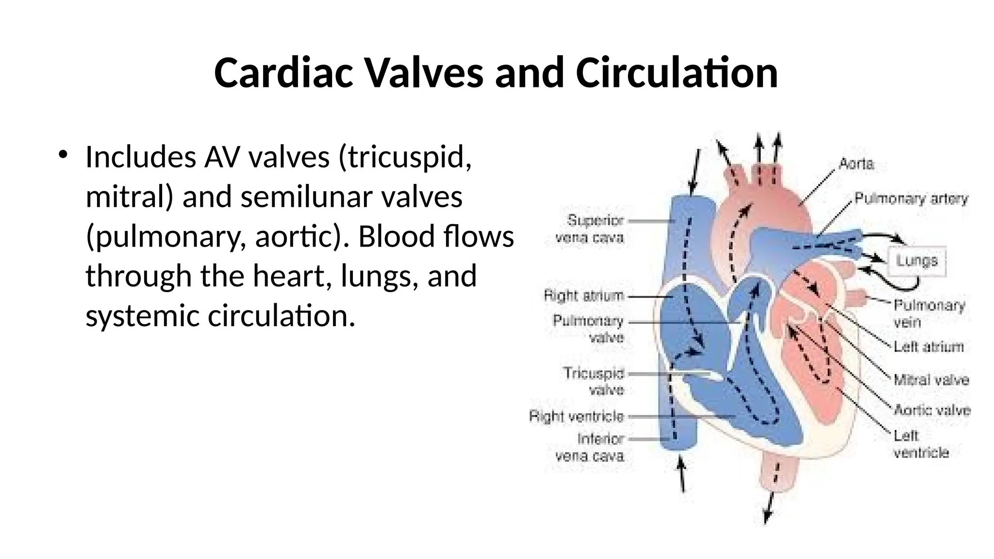 Cardiovascular System cardiology Presentation.pptx