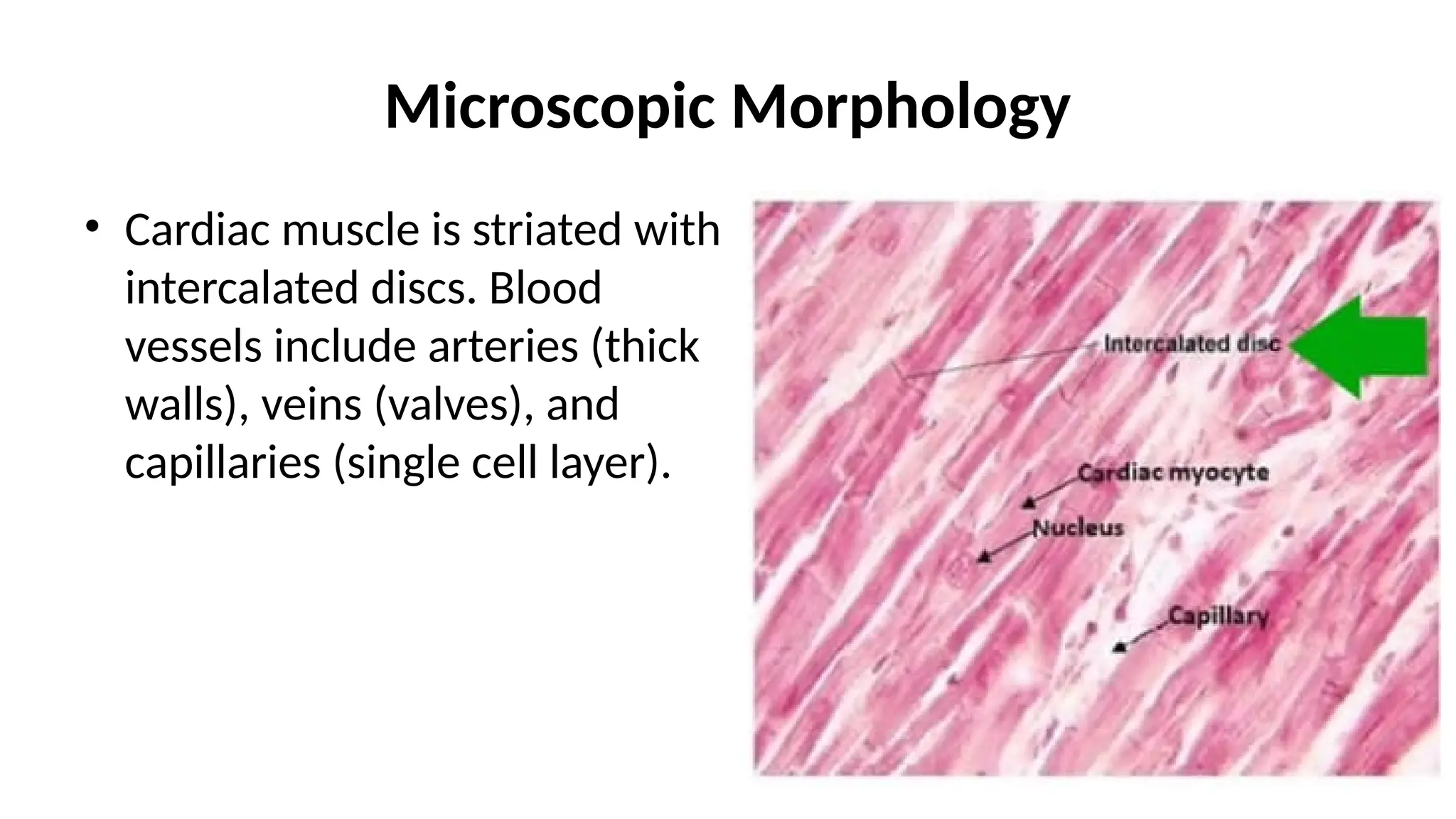 Cardiovascular System cardiology Presentation.pptx
