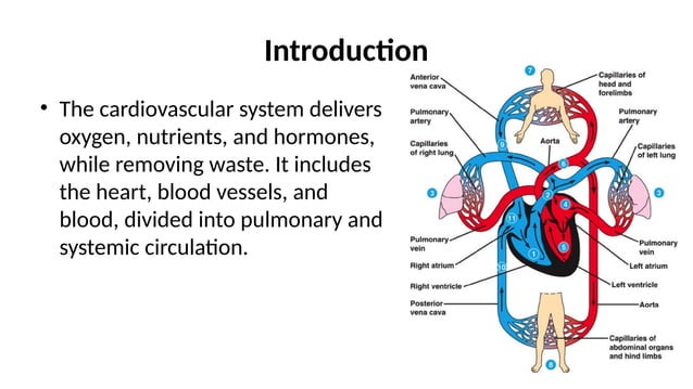Cardiovascular System cardiology Presentation.pptx