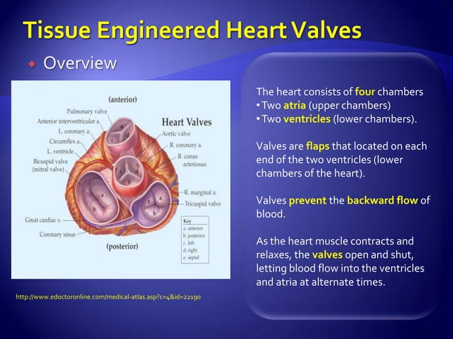 Cardiovascular Tissue Engineering | PPTX