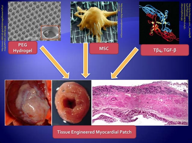 Cardiovascular Tissue Engineering | PPTX