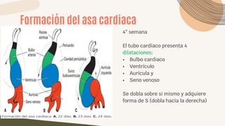 CARDIOVASCULAR Y SUS ANOMALIAS - copia.pptx