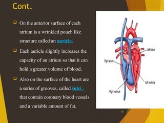 Comprehensive Overview of the Human Heart and Cardiovascular System ...