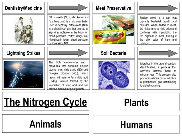 Cards_for_Nitrogen_Cycle2,for_Nitrogen_Cycle2 | PPT