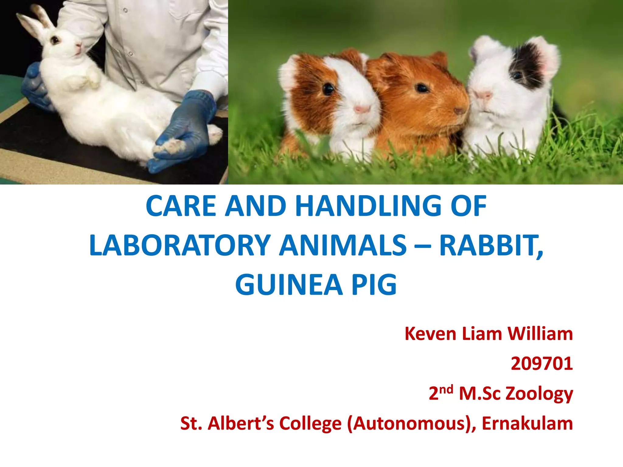 Care and handling of laboratory animals – rabbit, guinea pig | PPTX